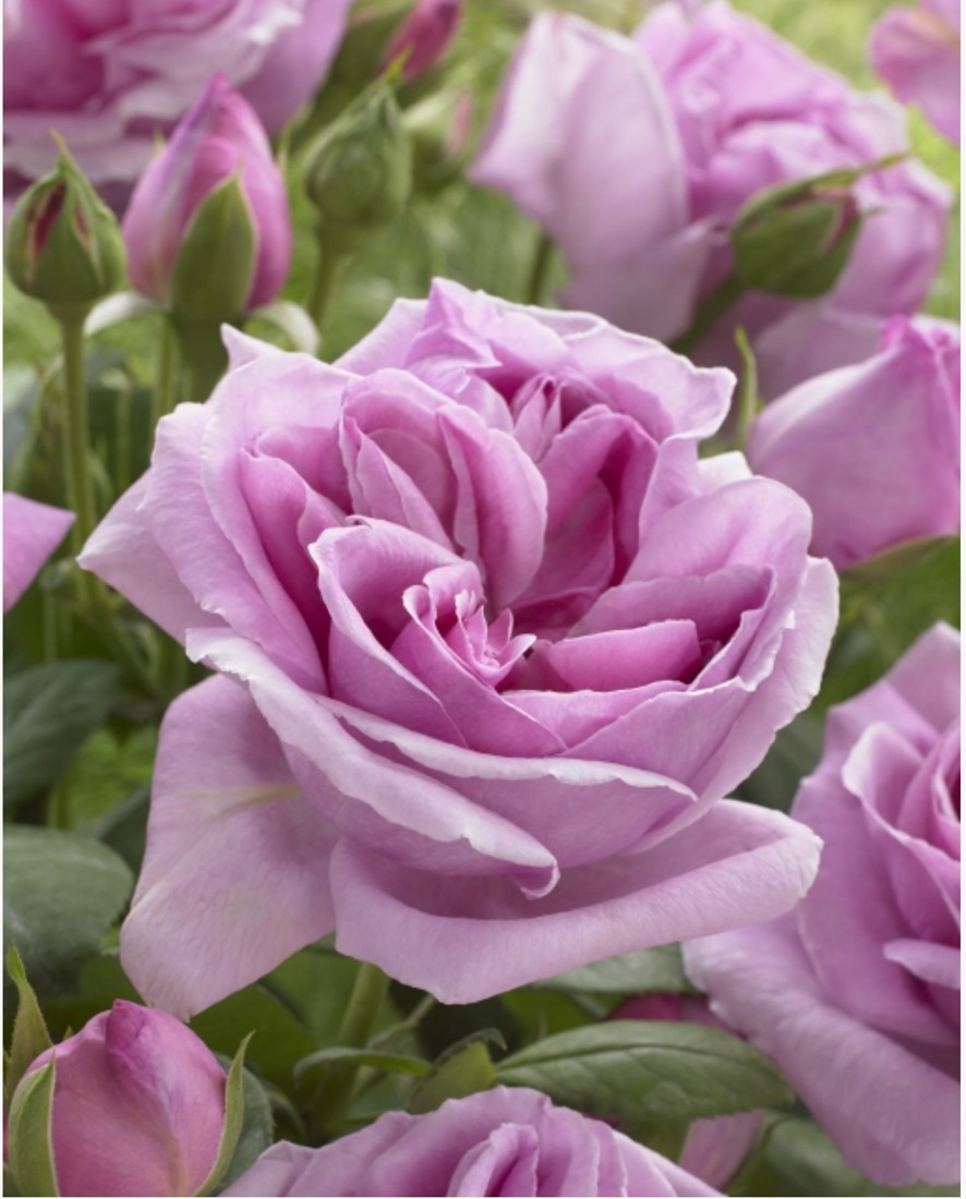 Roos Li Parfum – Rosa Sterk Geurend Les Bulbes a Fleurs