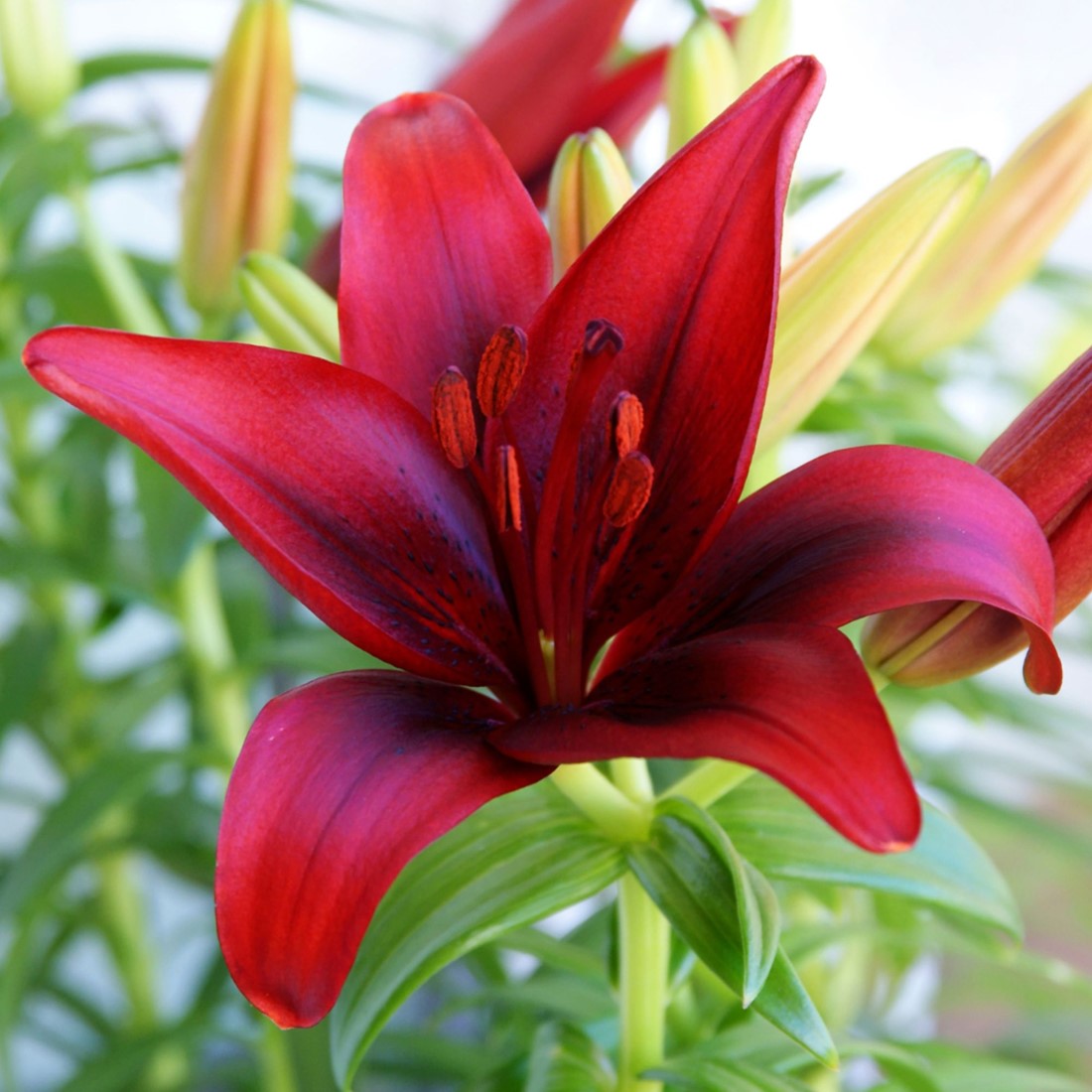 Lilium Red County - Aziatische Lelie Rood Les Bulbes a Fleurs