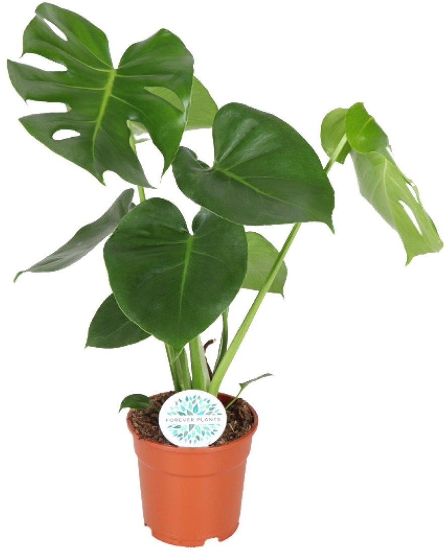 Acheter des Monstera Deliciosa? Livraison rapide et prix attractifs sur ...