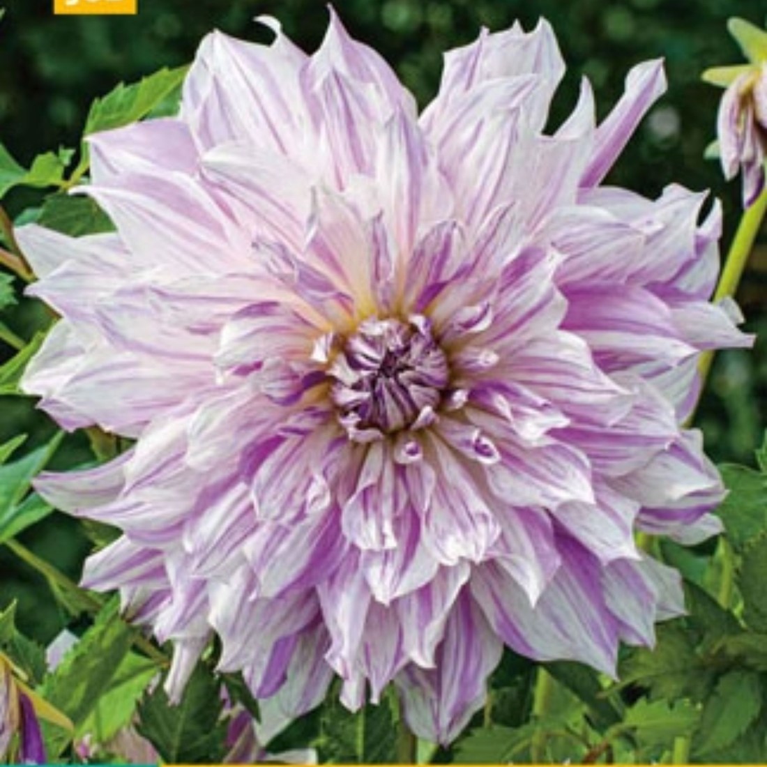 Dahlia Moms Special Acheter Livraison Rapide Et Prix Attractifs Chez