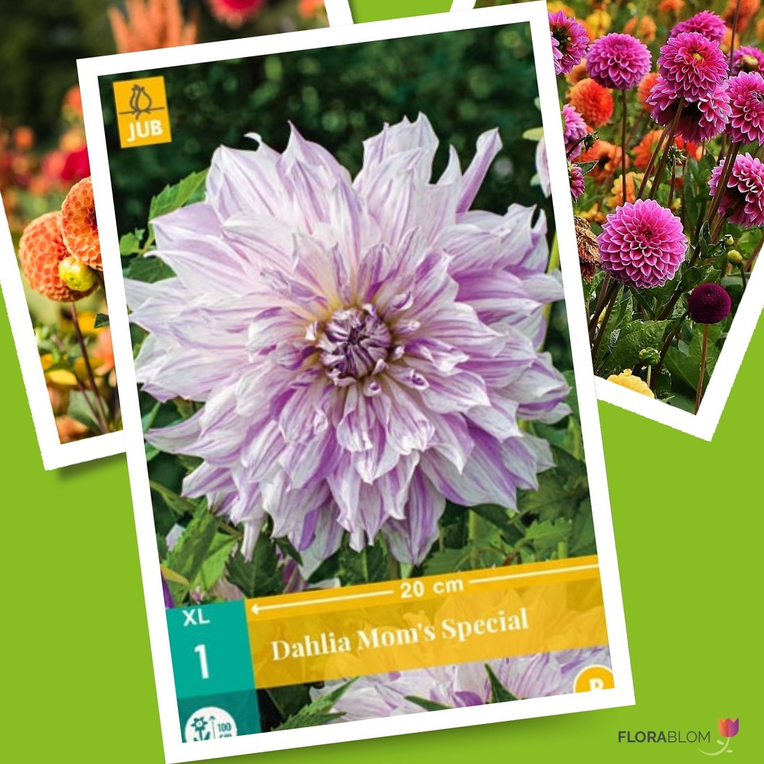Dahlia Mom's Special - Dahlia dinnerplate Les Bulbes a Fleurs