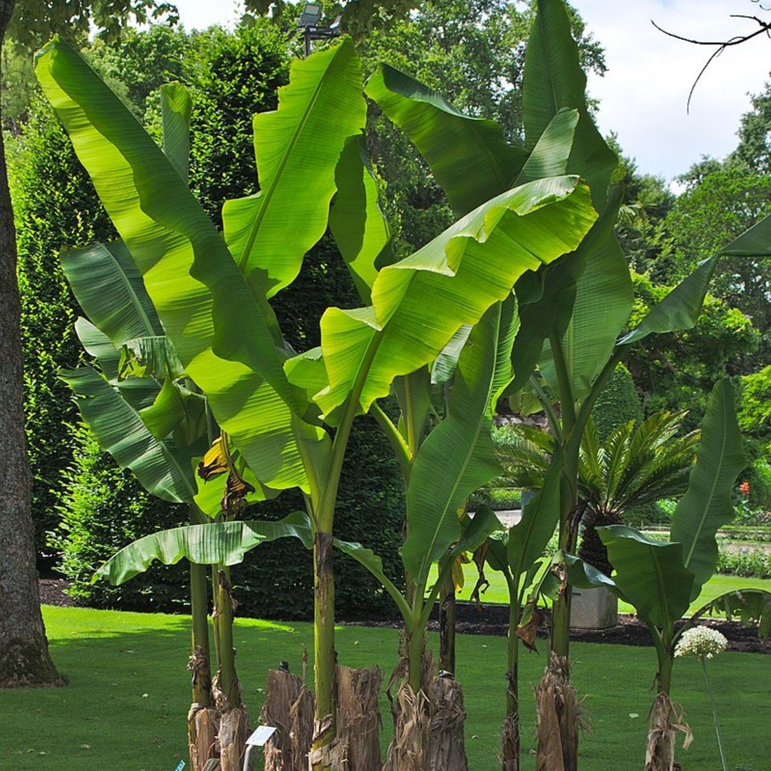 Musa Basjoo - Bananier du Japon acheter ? Livraison rapide et prix ...