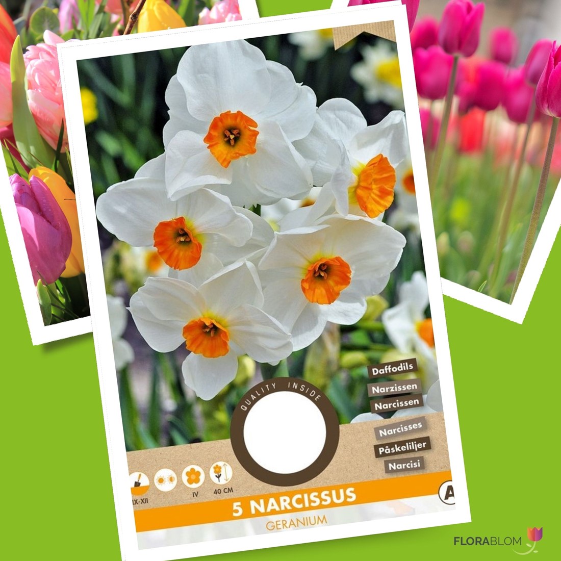 Narcis Geranium - Narcissus Les Bulbes a Fleurs