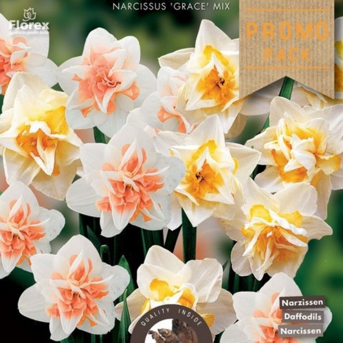 Narcis Grace Mix - Narcissus Les Bulbes a Fleurs