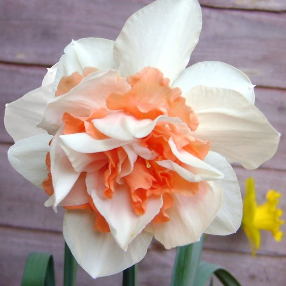 Narcisses Replete (En Vrac) acheter ? Livraison rapide et prix ...