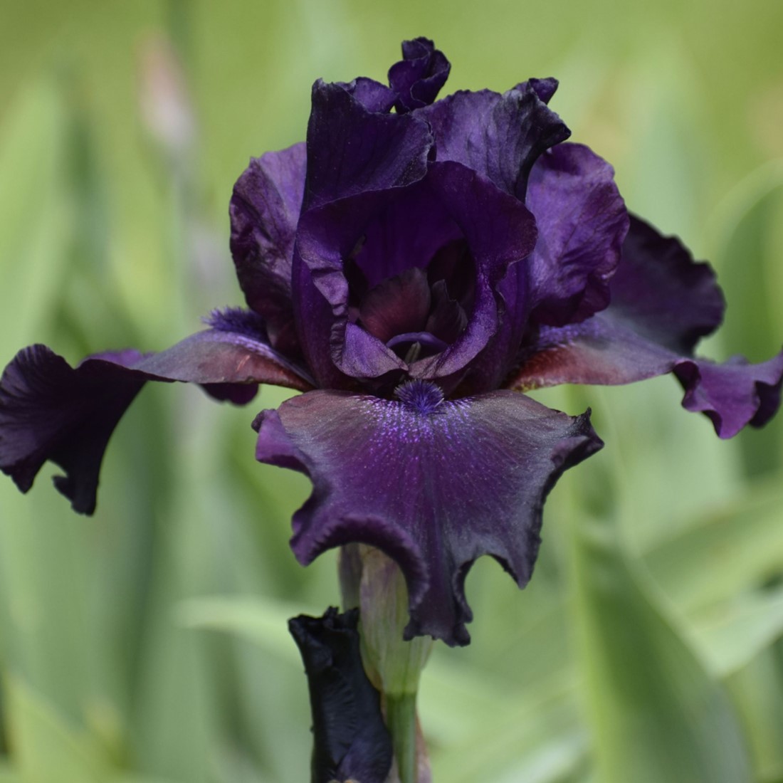 Iris Germanica Night Owl - Baardiris Les Bulbes a Fleurs