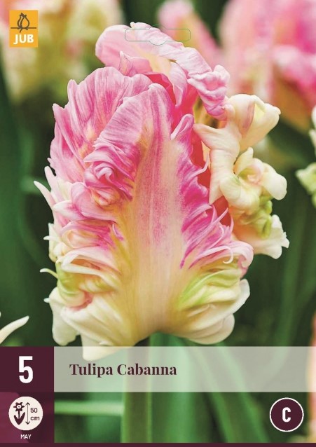 Tulp Cabanna - Tulipa parrot Les Bulbes a Fleurs