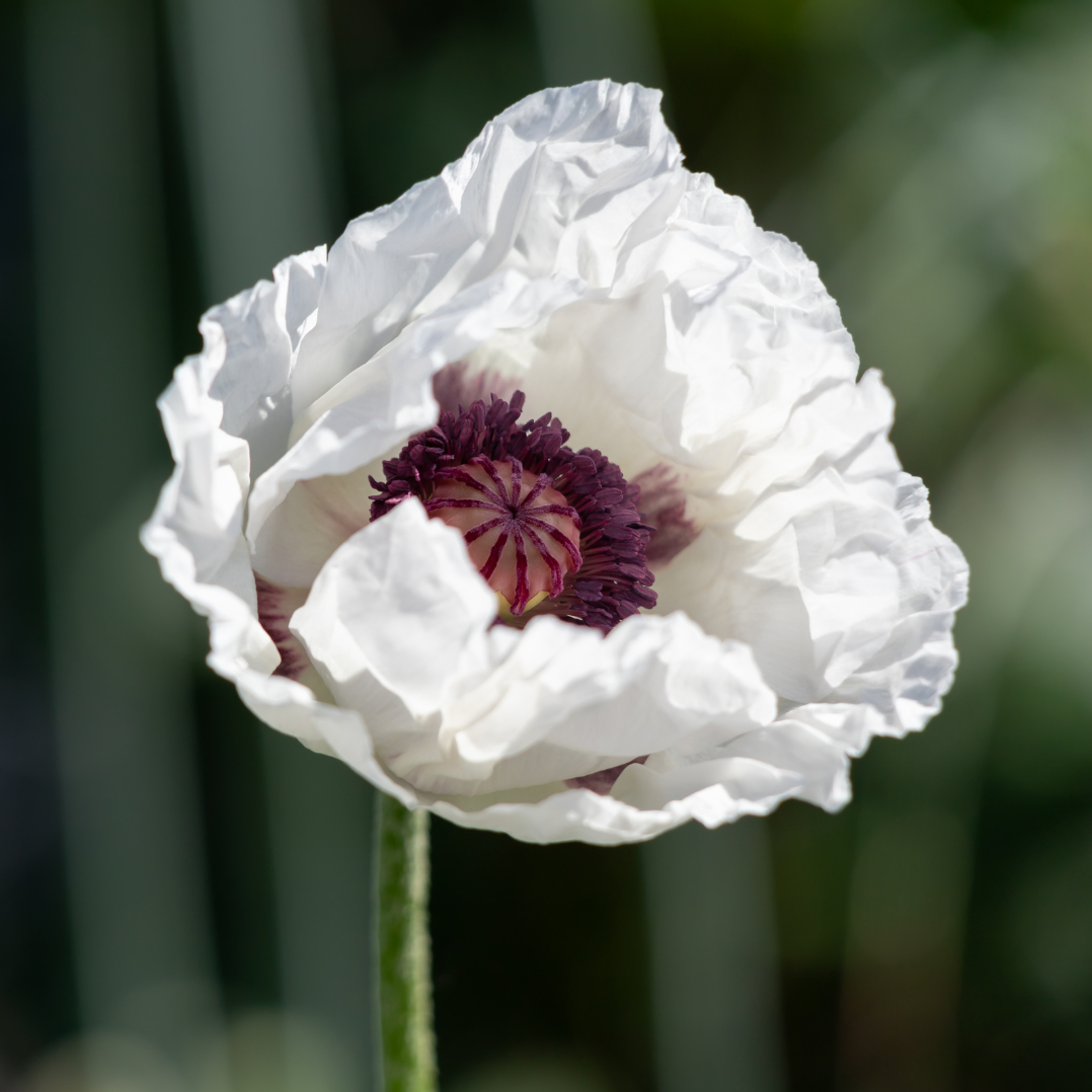 Papaver orientale Perry's White - Klaproos Les Bulbes a Fleurs