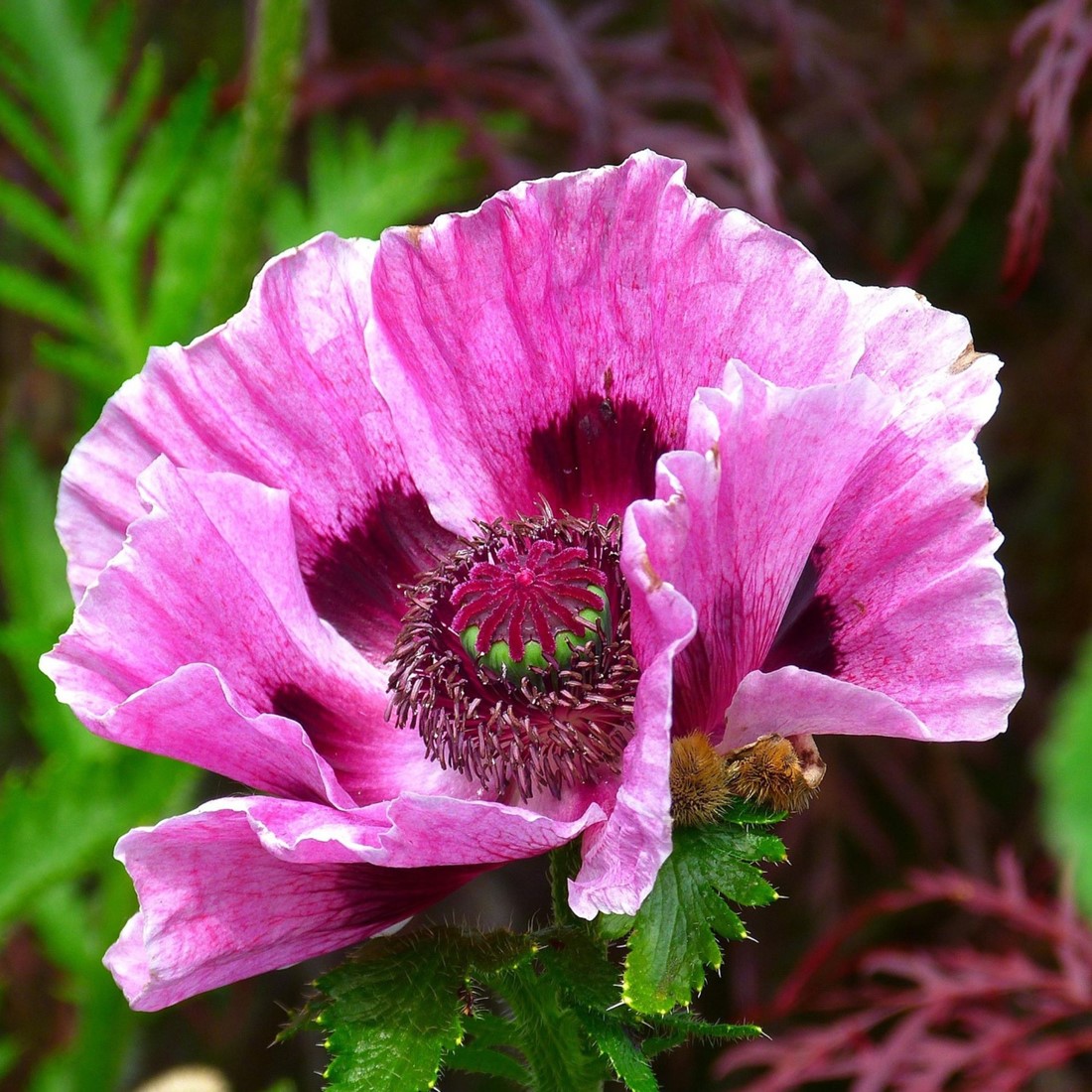 Papaver orientale Patty's Plum - Klaproos Les Bulbes a Fleurs