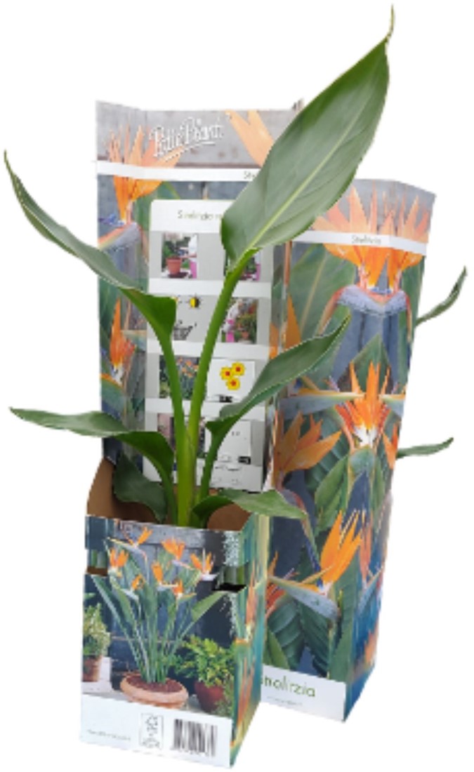 Paradijsvogelbloem - Strelitzia reginae Les Bulbes a Fleurs