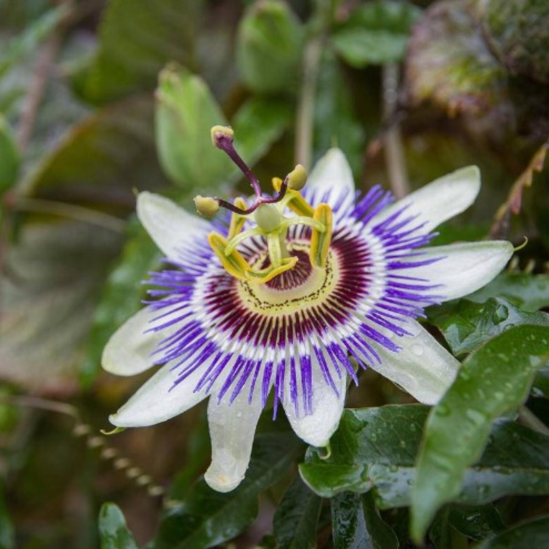Passiflora edulis - Passiebloem Les Bulbes a Fleurs