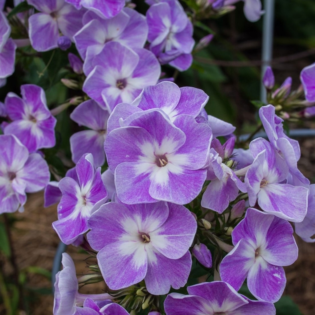 Phlox paniculata Laura acheter ? Livraison rapide et prix attractifs ...