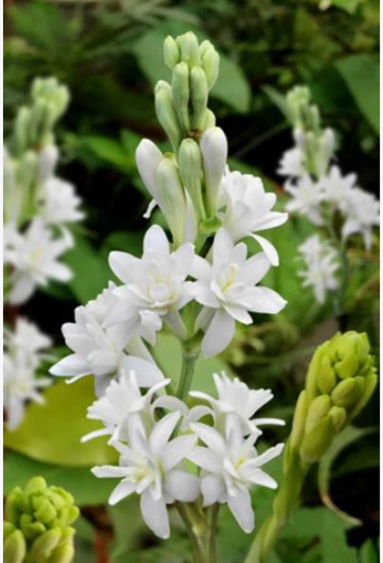 Polianthes tuberosa The Pearl (En Vrac) acheter ? Livraison rapide et ...