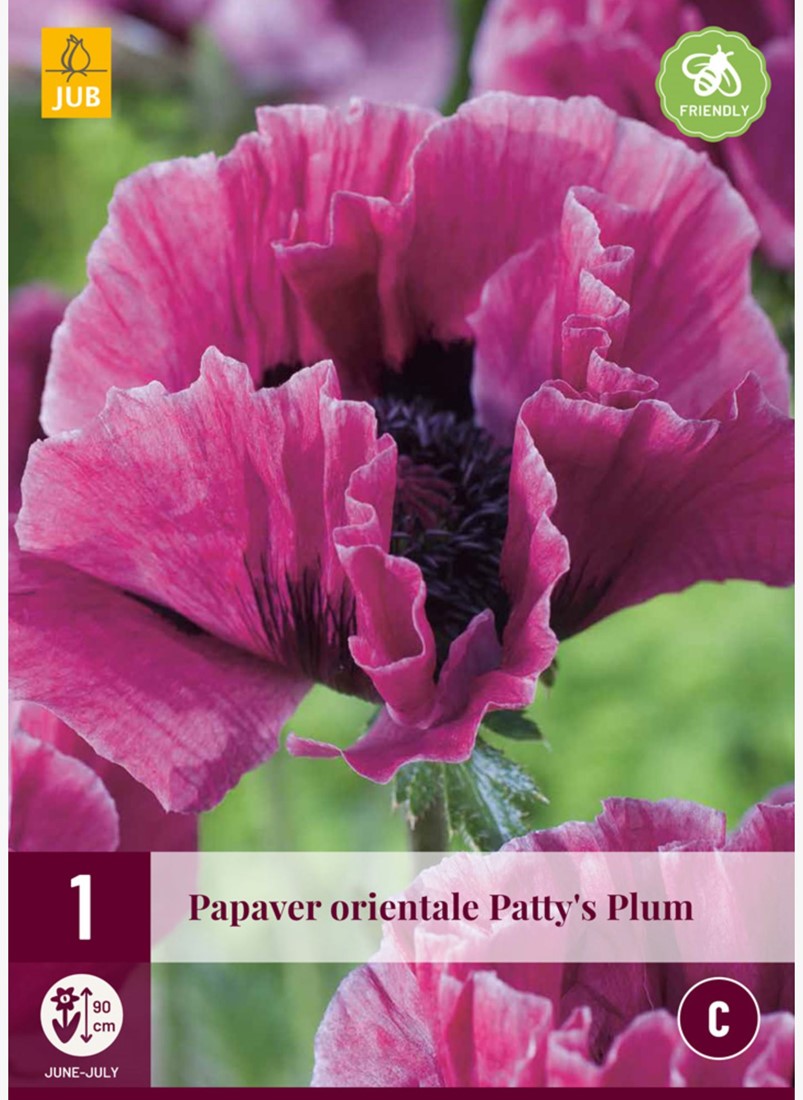 Papaver orientale Patty's Plum - Klaproos Les Bulbes a Fleurs