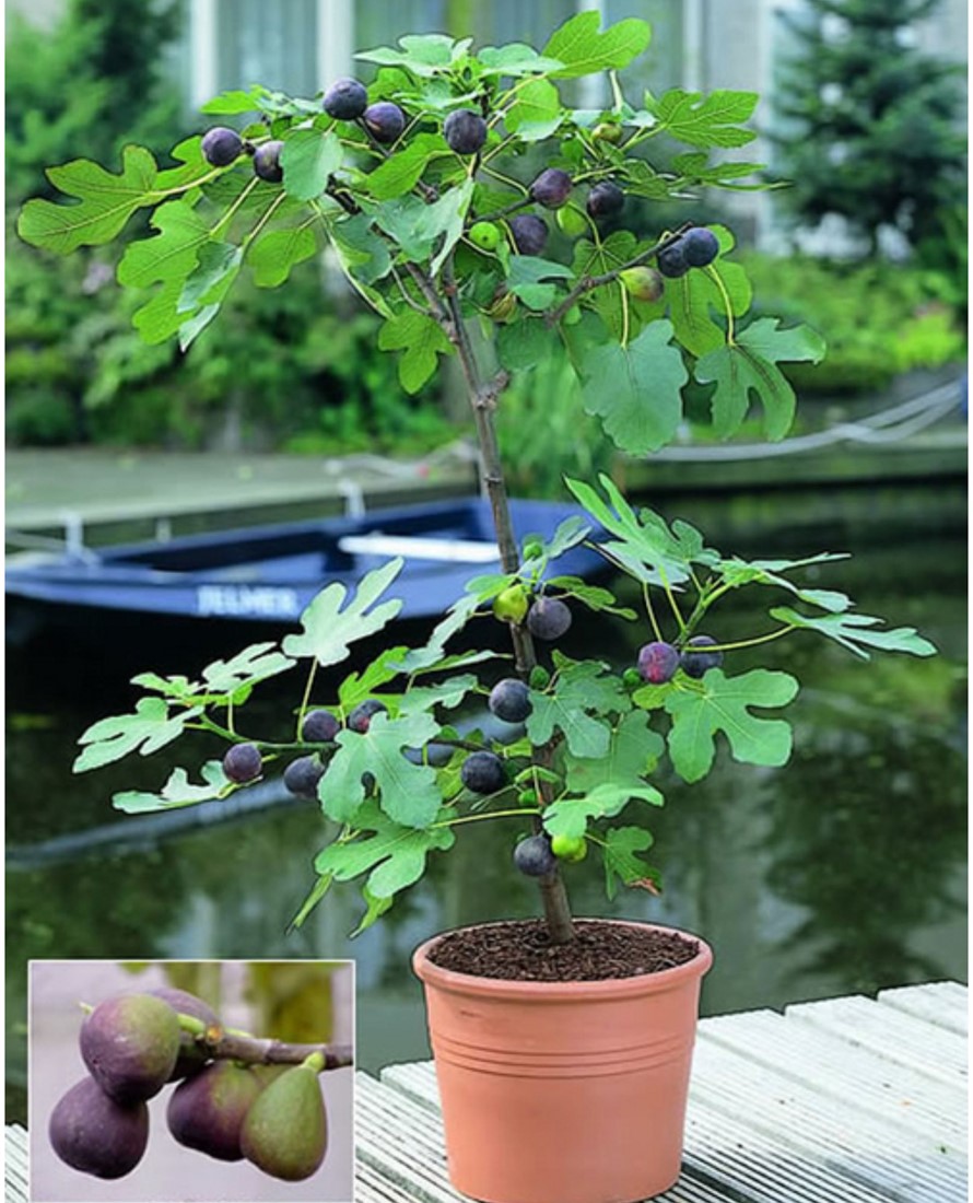 Vijgen boompje - Ficus carica Les Bulbes a Fleurs