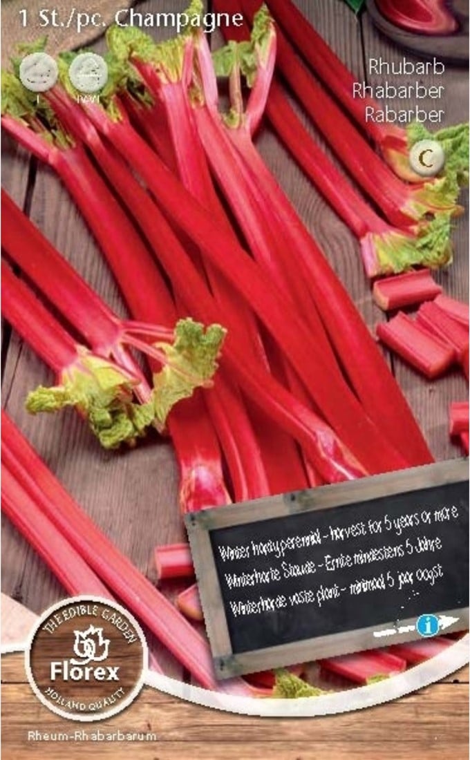Rabarber Red Champagne Les Bulbes a Fleurs