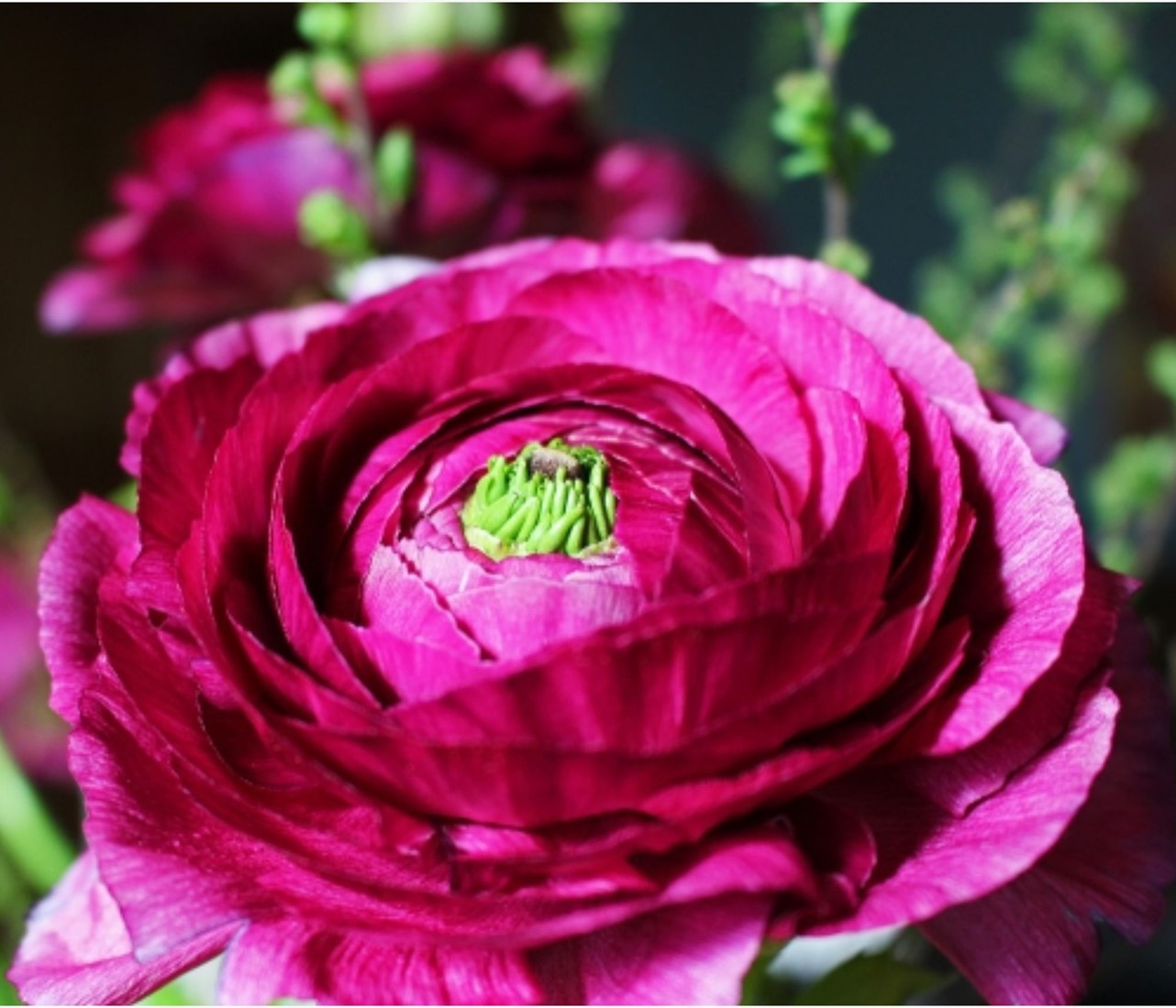 Ranonkel Paars - Ranunculus dubbel Les Bulbes a Fleurs