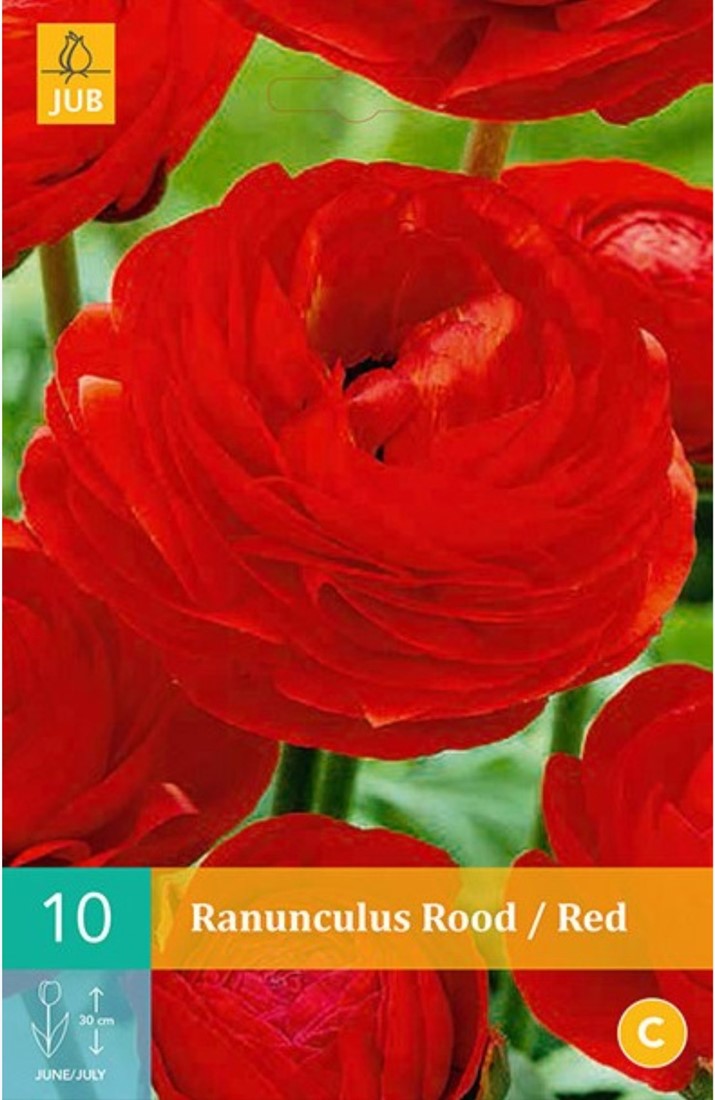 Ranonkel Rood - Ranunculus dubbel Les Bulbes a Fleurs