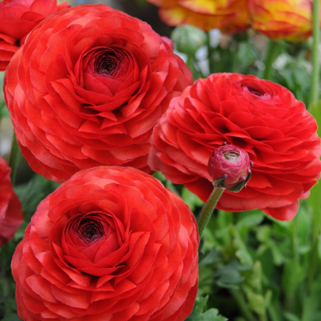 Ranonkel Rood - Ranunculus dubbel Les Bulbes a Fleurs