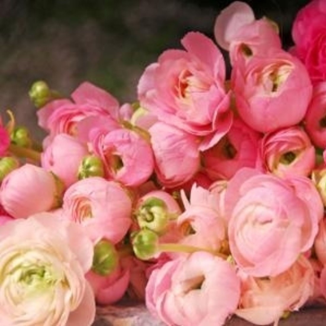 Ranonkel Roze - Ranunculus dubbel Les Bulbes a Fleurs