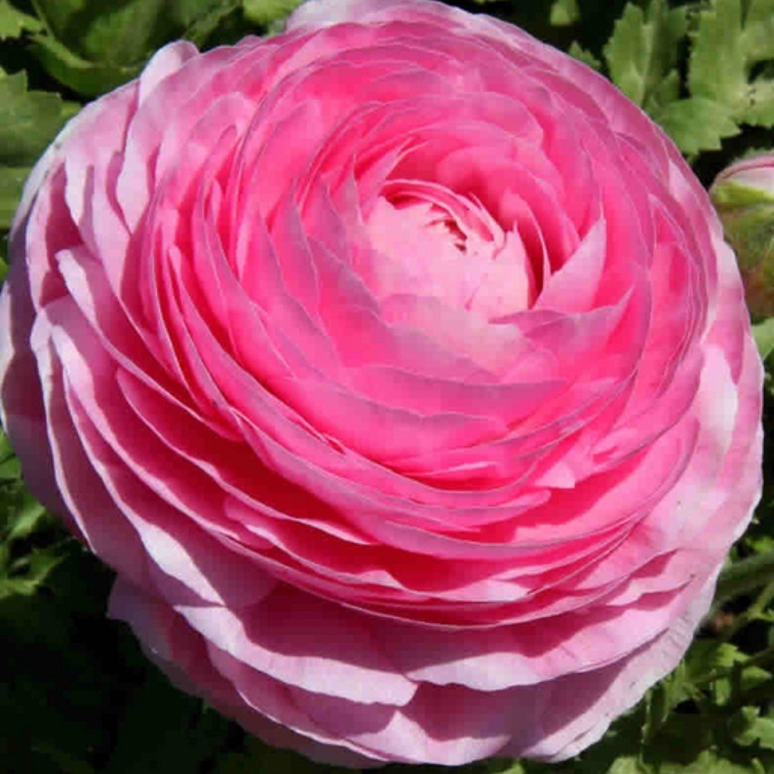 Ranonkel Roze - Ranunculus dubbel Les Bulbes a Fleurs