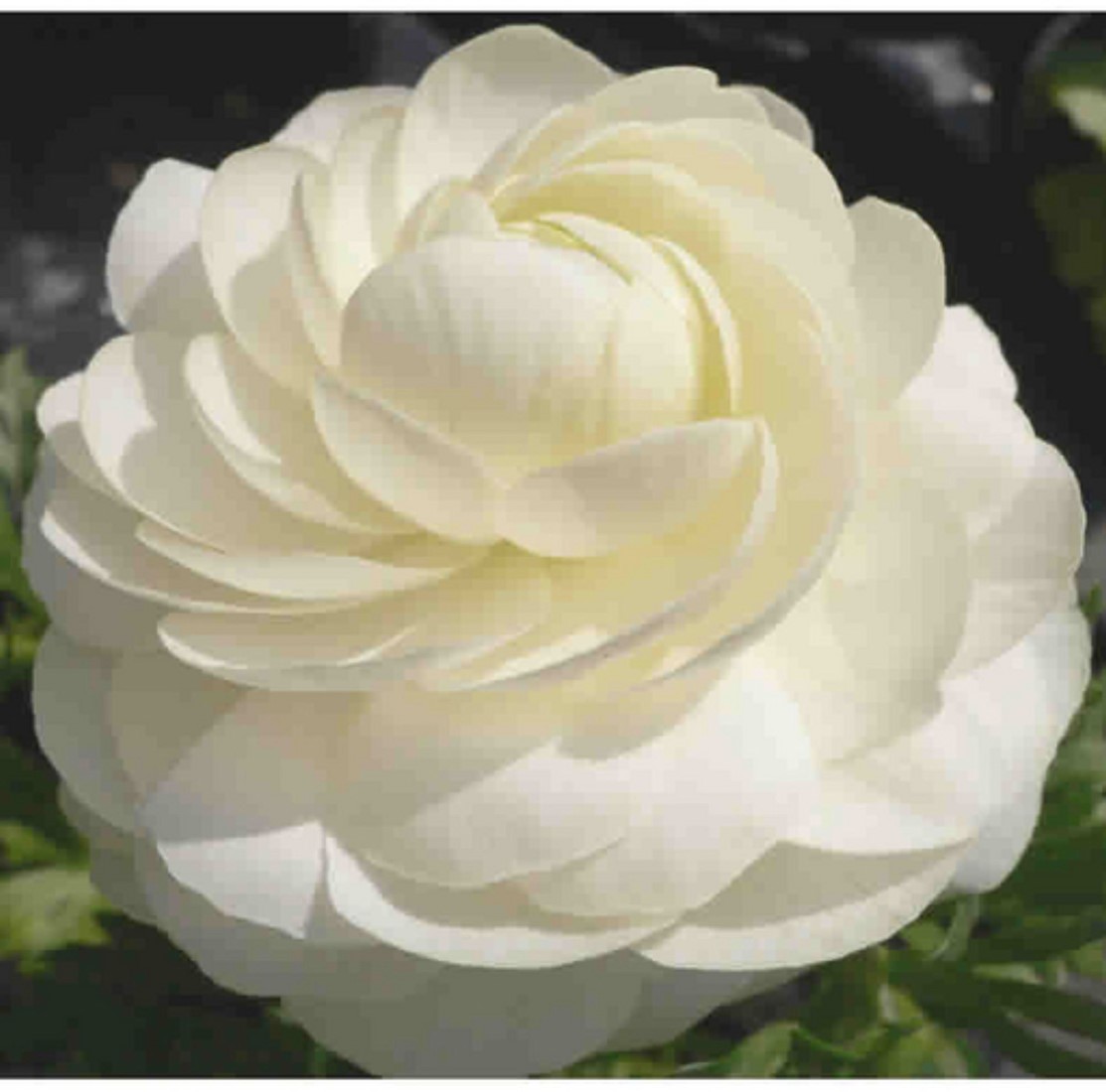 Ranonkel Wit - Ranunculus dubbel Les Bulbes a Fleurs