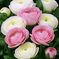 Ranonkels Wit & Roze Mix - Ranunculus Les Bulbes a Fleurs