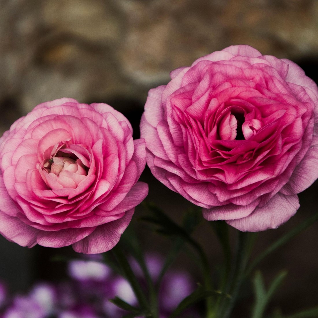 Ranonkel Roze - Ranunculus dubbel Les Bulbes a Fleurs