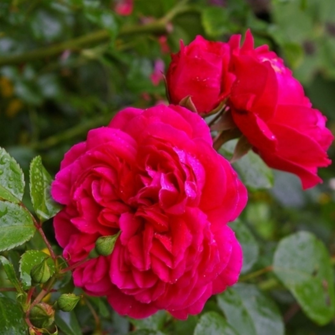 Roos Red Leonardo da Vinci - Rosa Les Bulbes a Fleurs