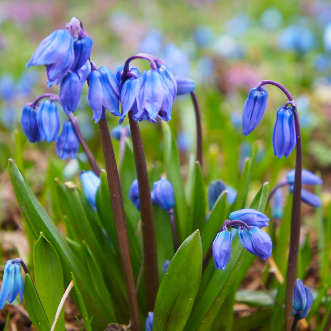 Scilla Siberica - Sterhyacint Les Bulbes a Fleurs