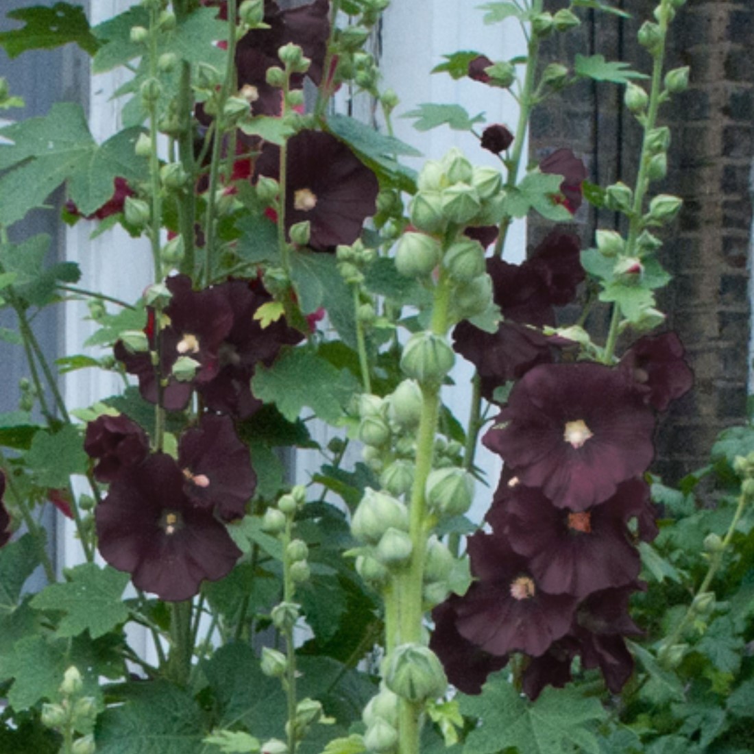 Stokroos Zwart - Alcea Rosea Les Bulbes a Fleurs