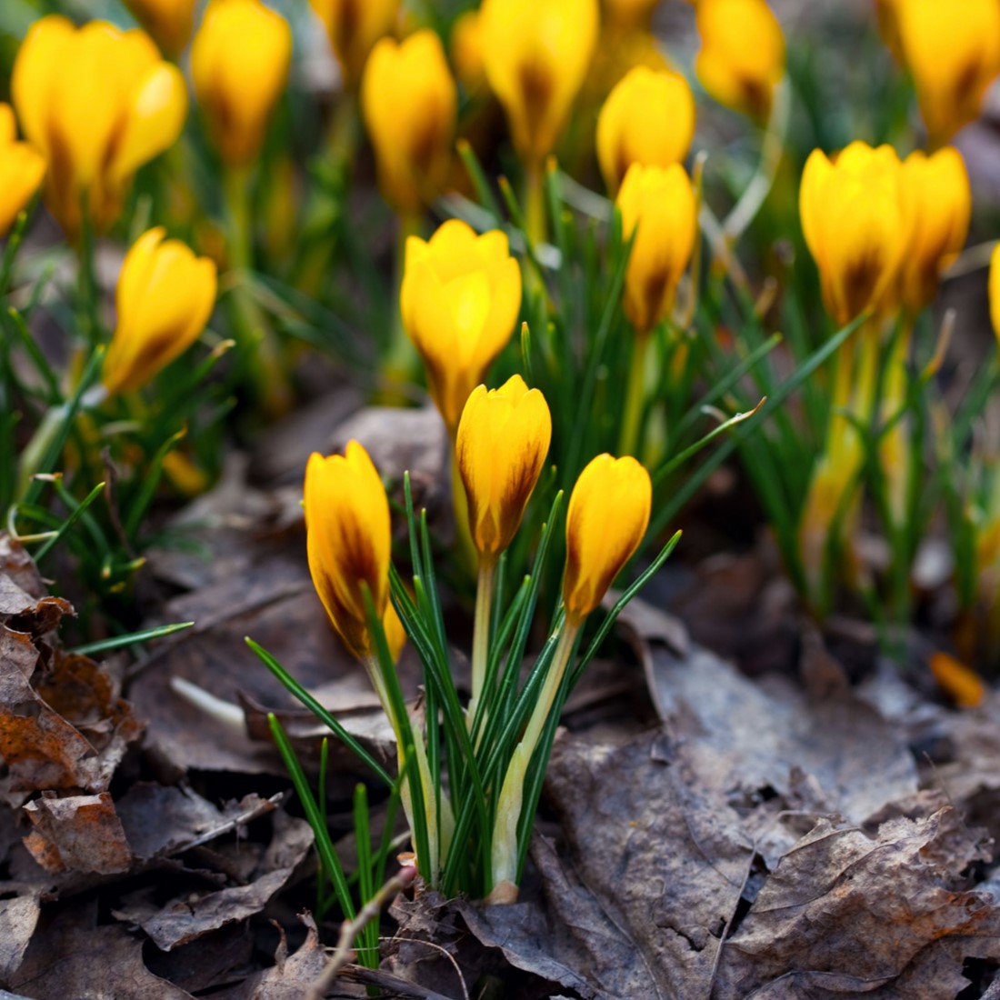 Crocus angustifolius - Goudlakense Krokus Les Bulbes a Fleurs