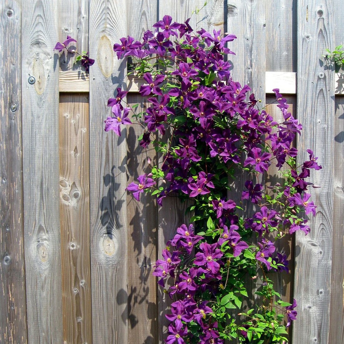 Clematis The President - Bosrank Les Bulbes a Fleurs