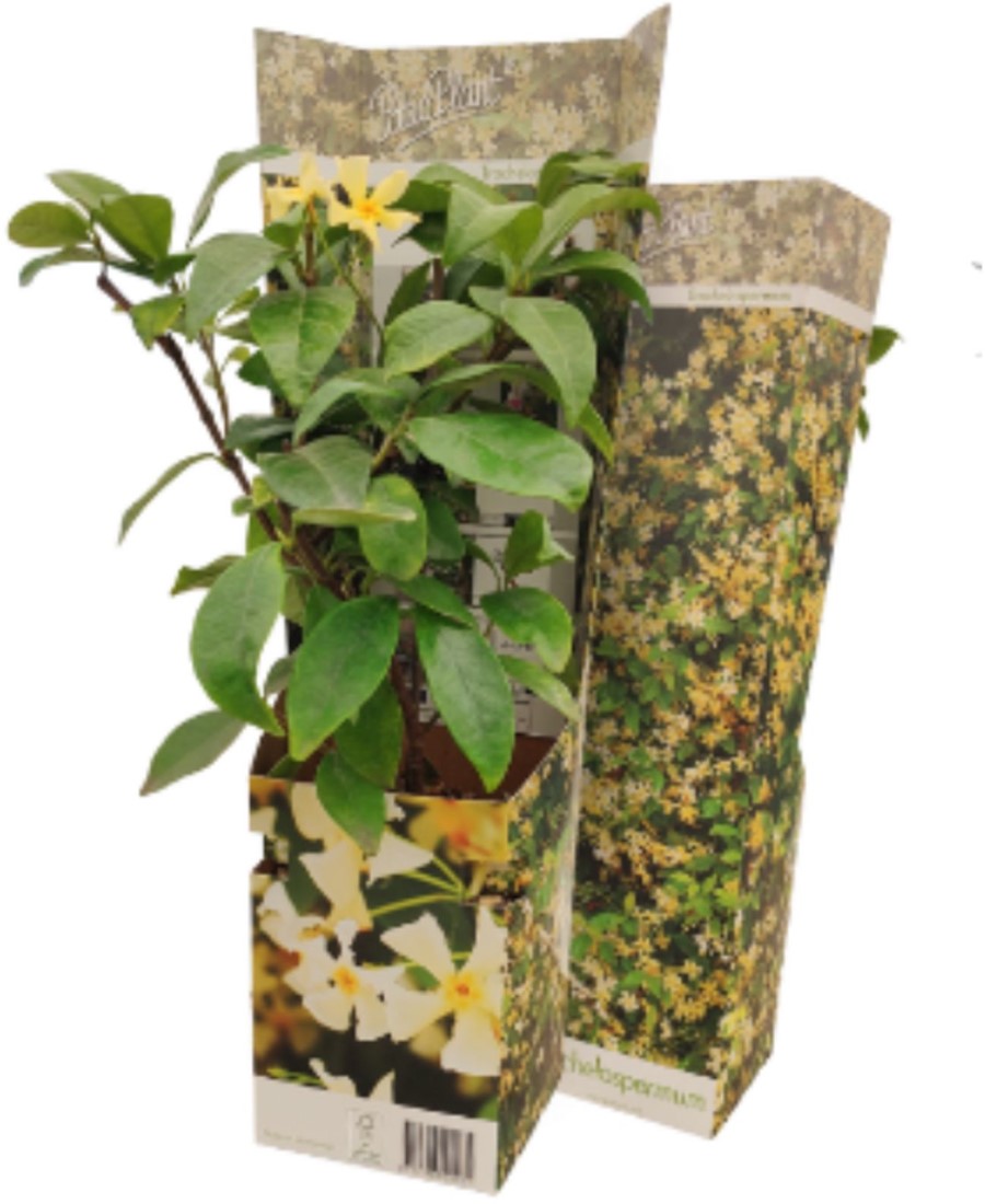 Toscaanse Jasmijn - Trachelospermum jasminoides (Driepack) Les Bulbes a ...