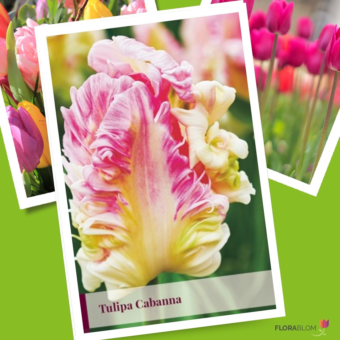 Tulp Cabanna - Tulipa parrot Les Bulbes a Fleurs