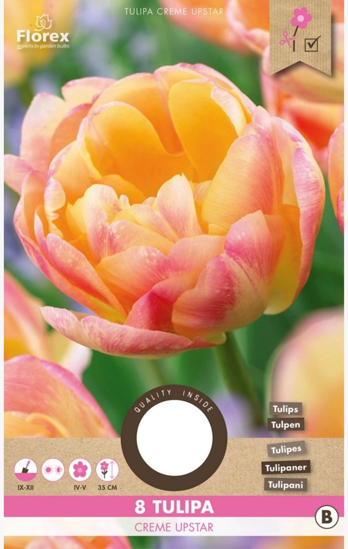 Tulp Creme Upstar Les Bulbes a Fleurs