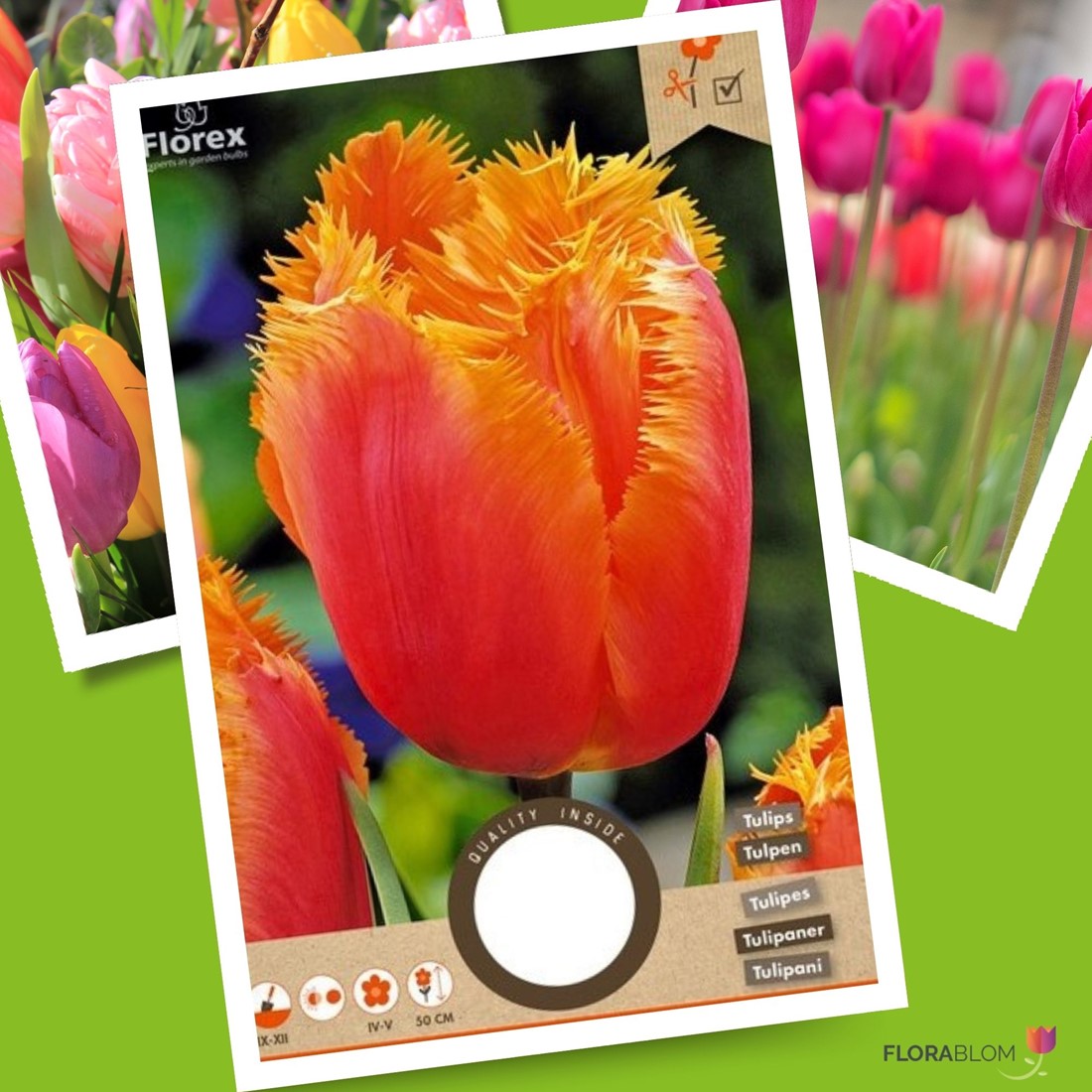 Tulp Lambada - Tulipa Les Bulbes a Fleurs