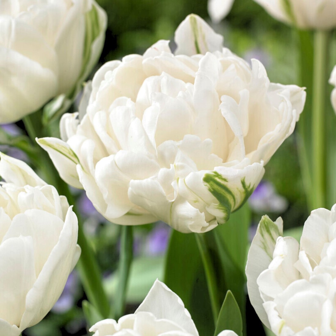 Tulp Mount Tacoma - Tulipa Les Bulbes a Fleurs