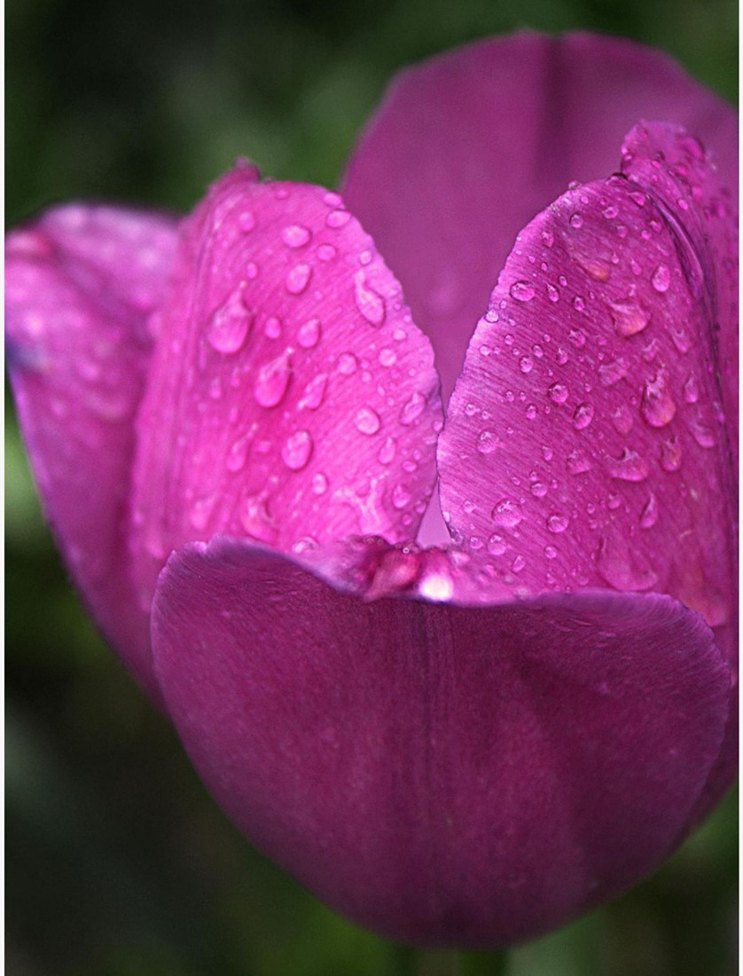 Tulp Negrita - Tulipa Les Bulbes a Fleurs
