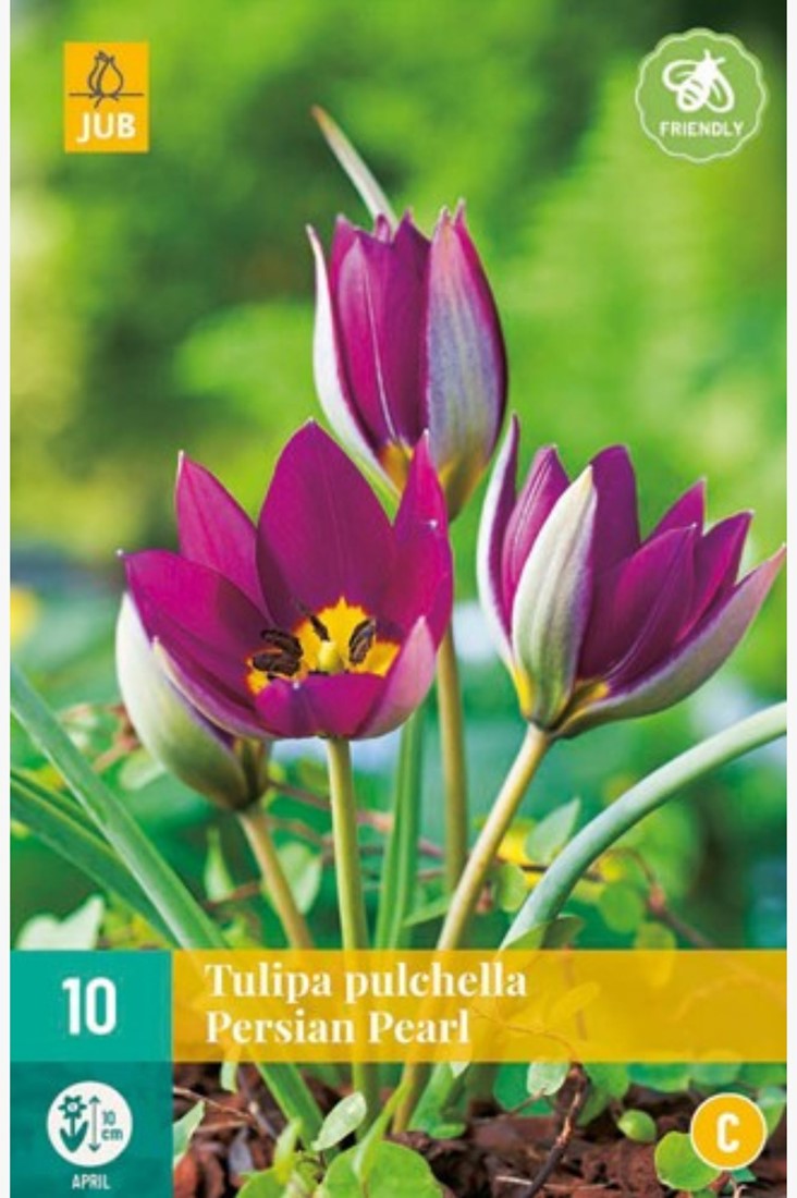 Tulp Persian Pearl - Tulipa pulchella Les Bulbes a Fleurs
