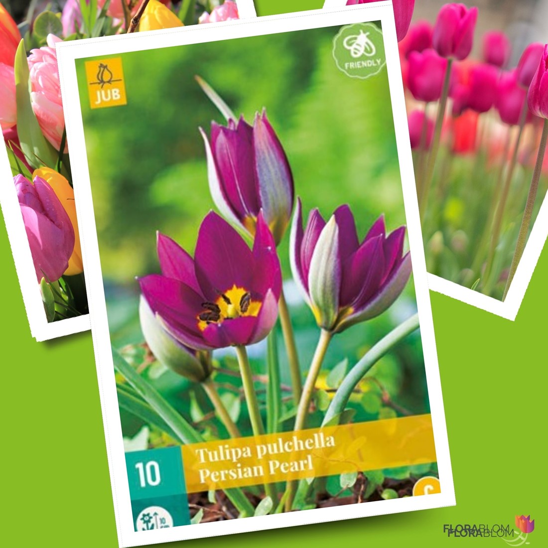 Tulp Persian Pearl - Tulipa pulchella Les Bulbes a Fleurs