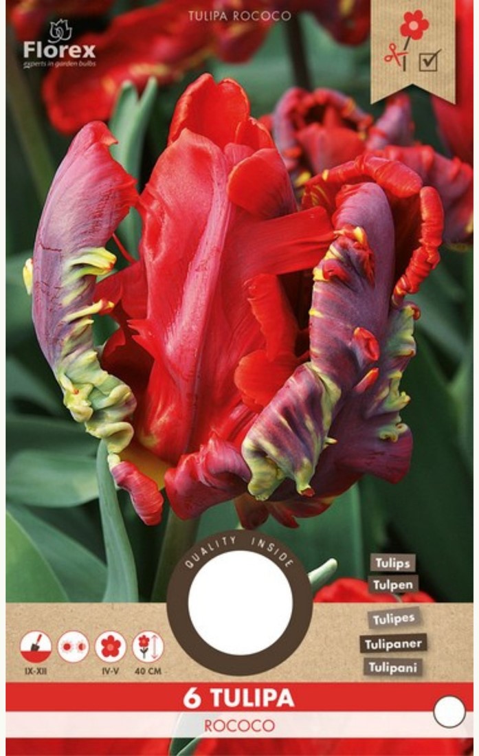 Tulp Rococo - Tulipa Les Bulbes a Fleurs