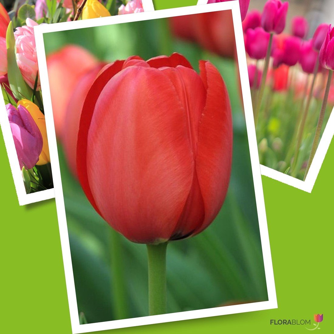 Tulp Apeldoorn Rood - Tulipa Les Bulbes a Fleurs