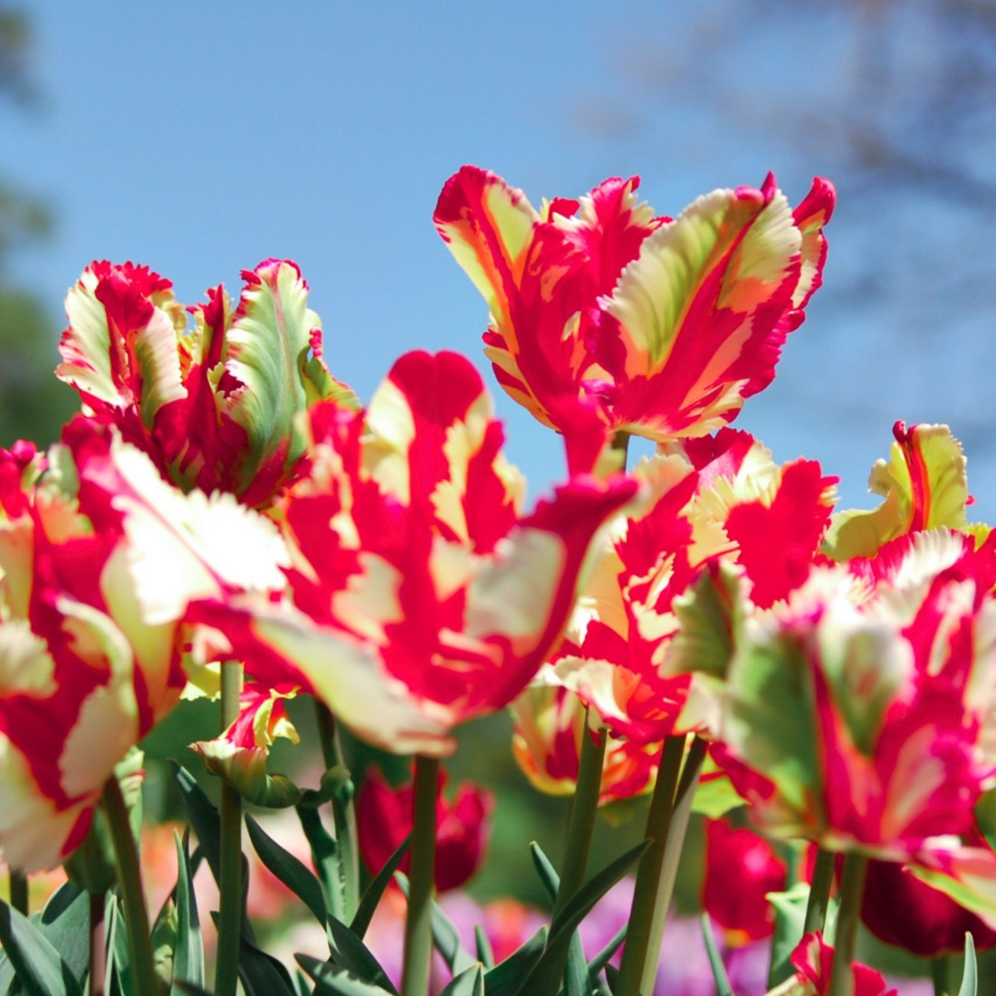 Tulp Estella Rijnveld - Tulipa Les Bulbes a Fleurs