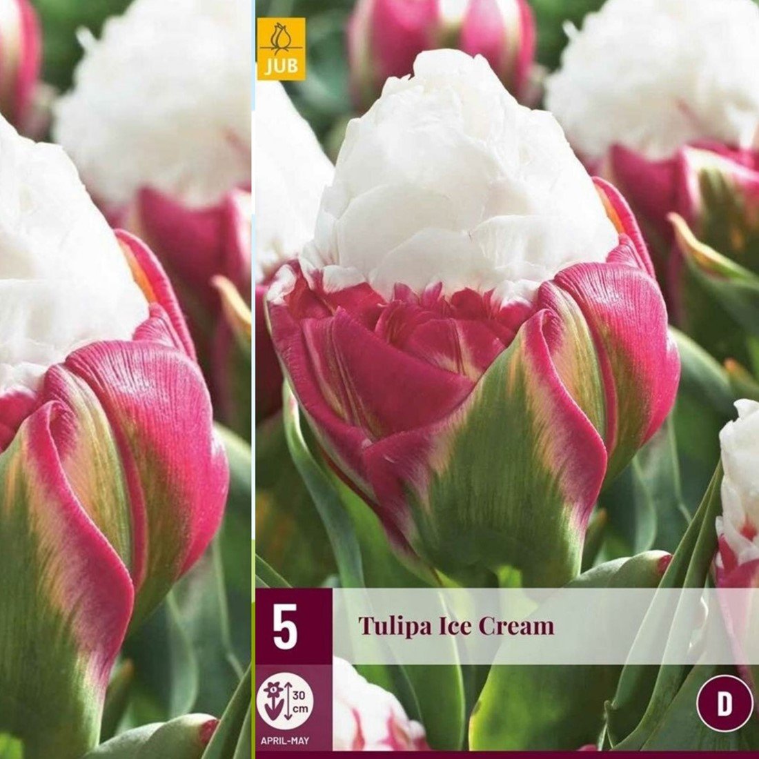 Tulp Ice Cream - Tulipa double Les Bulbes a Fleurs