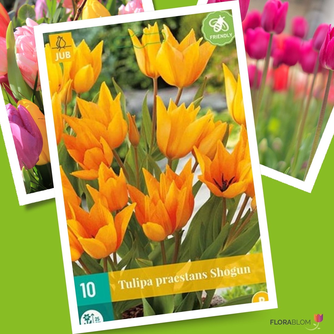 Tulp praestans Shogun - Tulipa Les Bulbes a Fleurs