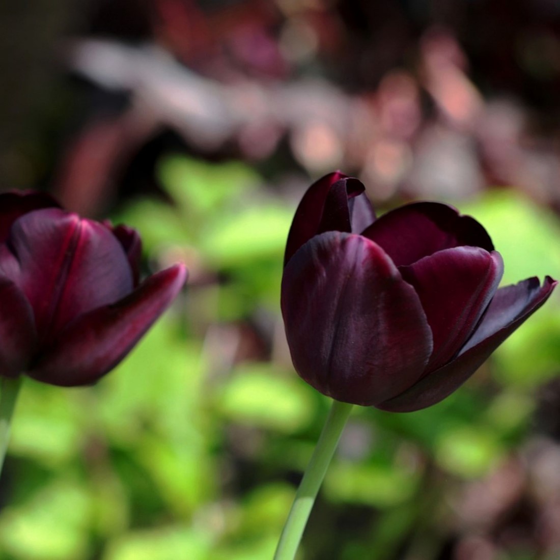 Tulipa Queen of Night - Tulp Enkel Laat Zwart Les Bulbes a Fleurs