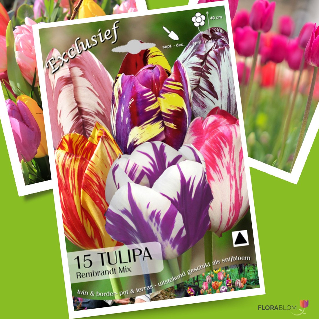 Tulp Rembrandt Mix - Tulipa chameleon Les Bulbes a Fleurs