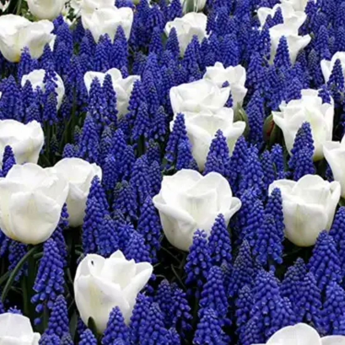 Blauwe en Witte Voorjaarsbloeiers Les Bulbes a Fleurs
