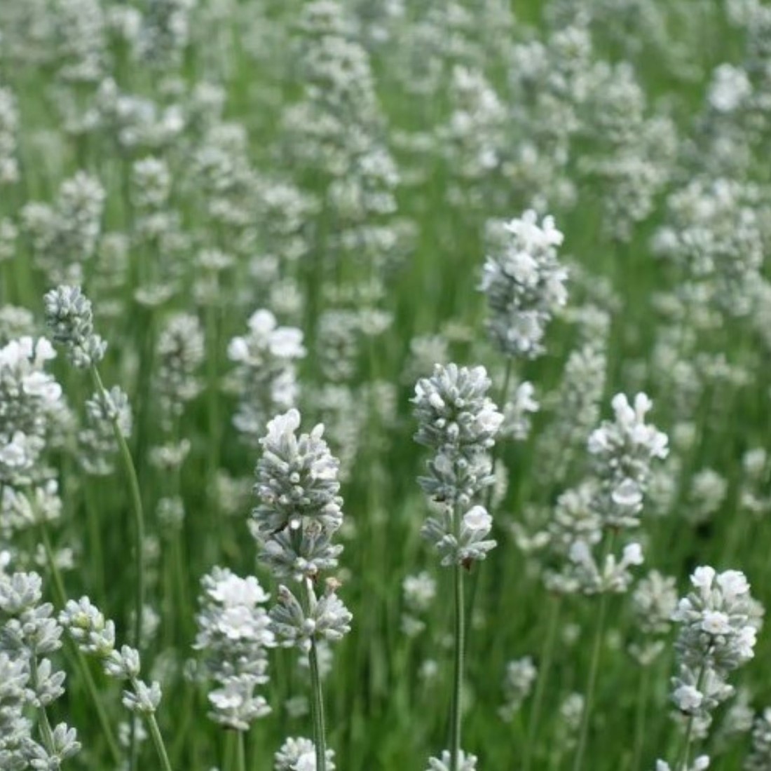 Witte Lavendel - Lavandula angustifolia Alba Les Bulbes a Fleurs